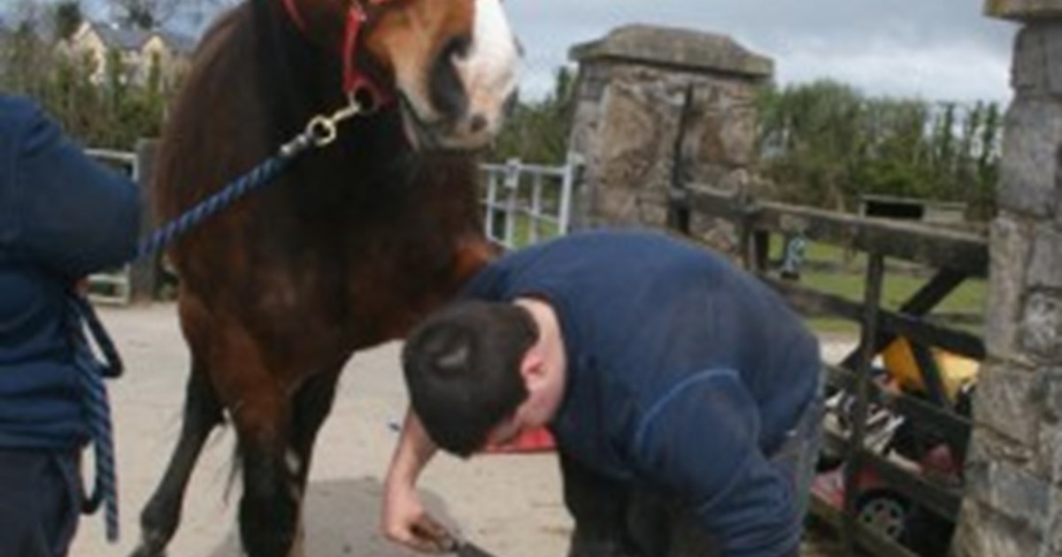 The Railings Riding School Ardee - Our.ie