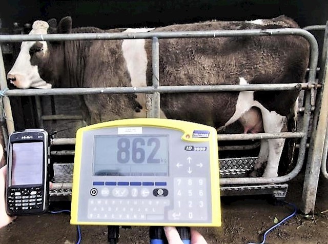Animal Scanning North East - Our.ie