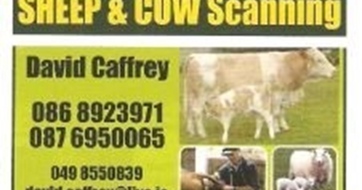 Animal Scanning North East - Our.ie