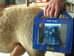 Animal Scanning North East