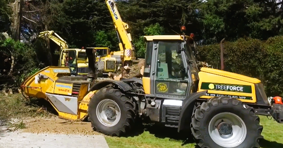 Tree Surgeons Meath - Our.ie